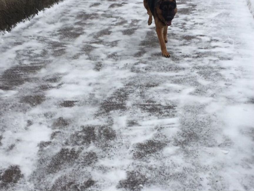 Вязка немец