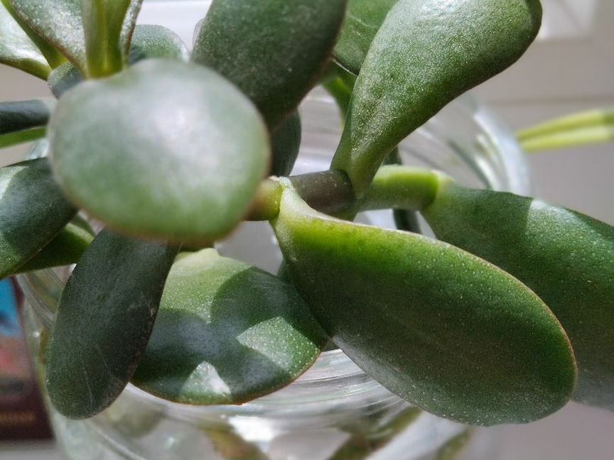 Толстянка (денежное дерево)