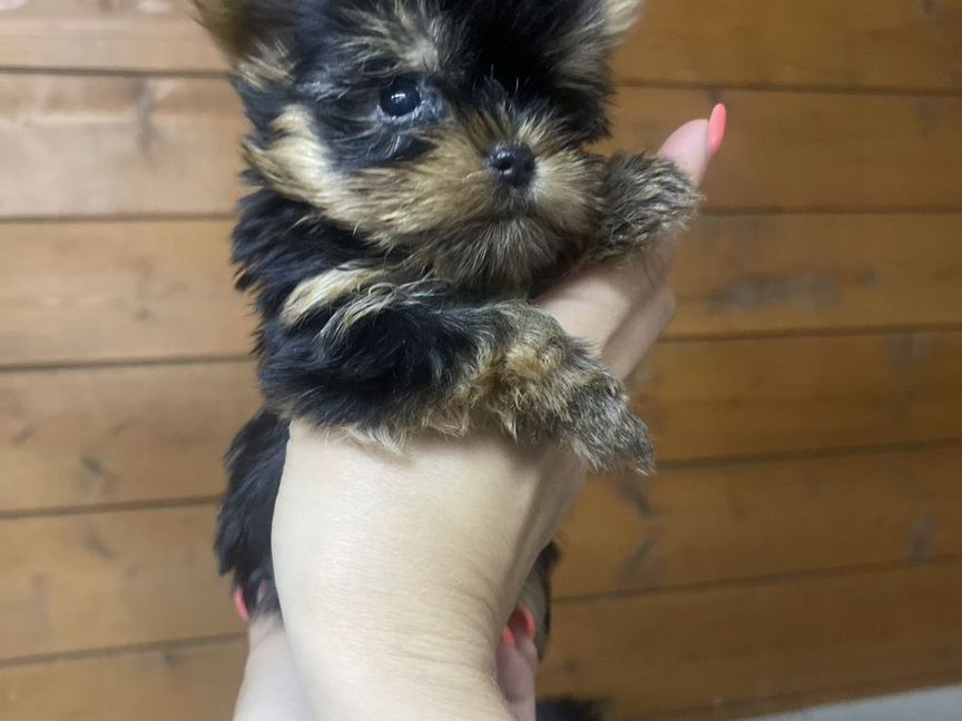 Йоркширский терьер