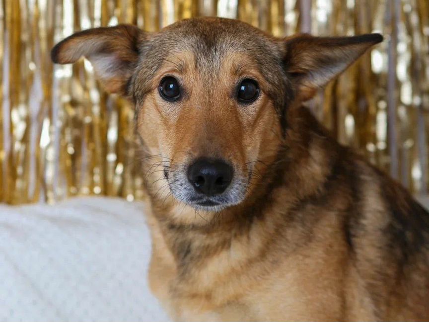 Собака из приюта ждет семью