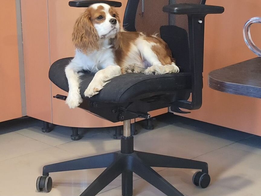 Кавалер Кинг чарльз спаниель вязка