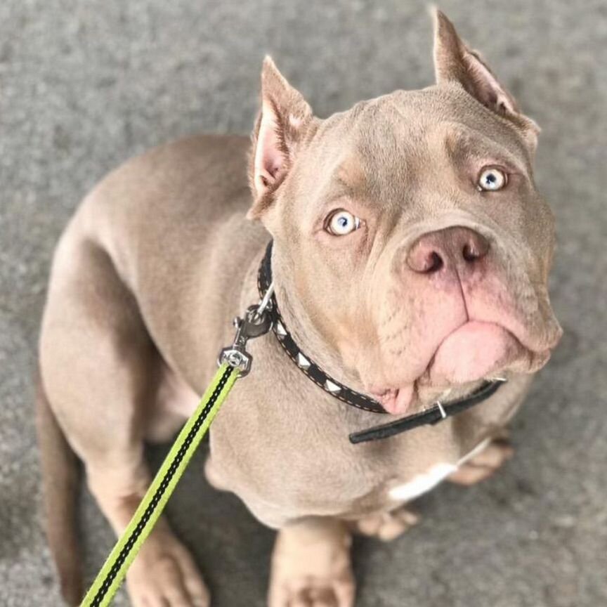 Щенки американского буля