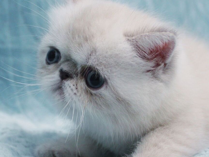 Кошечка экзот колор пойнт