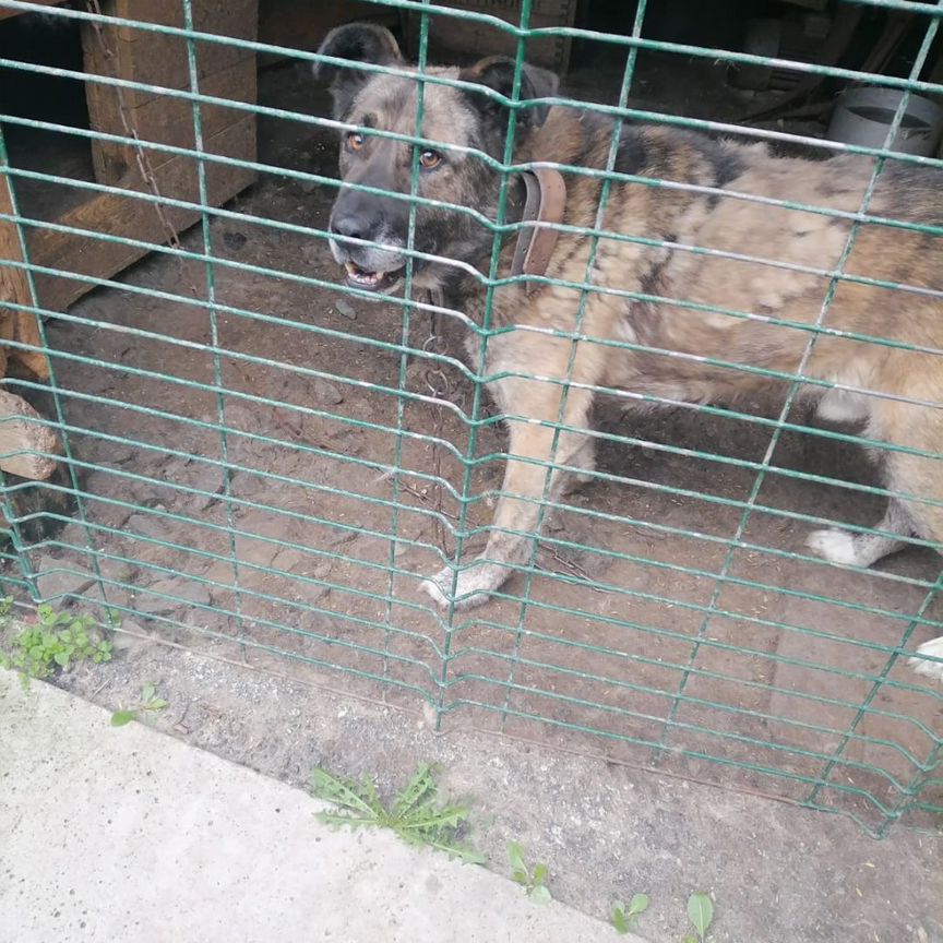 Собака для охраны