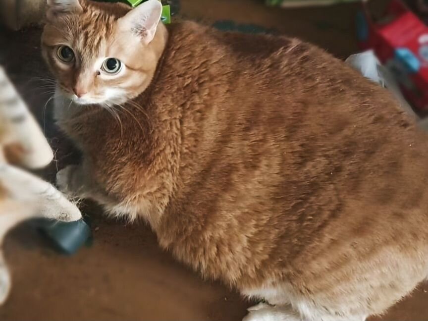 Отдам кота в добрые руки