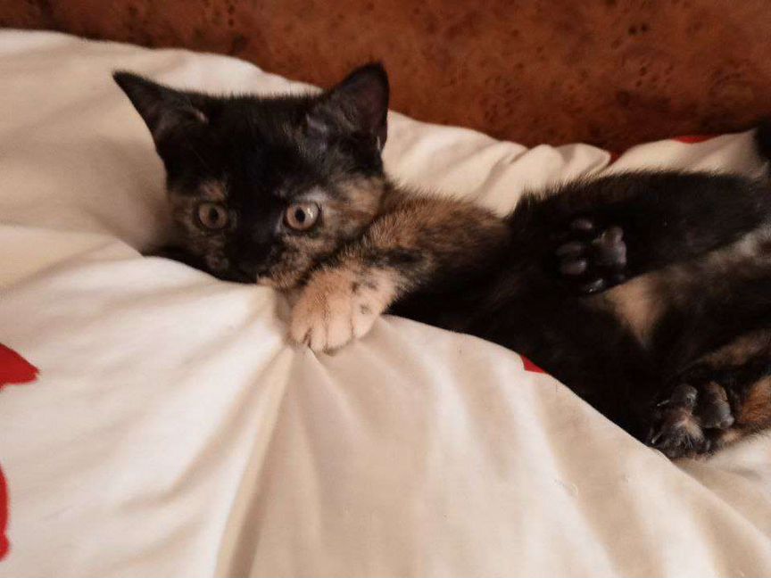 Милые котятки