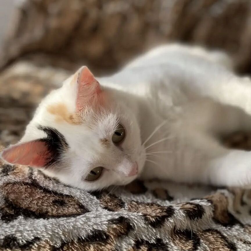 Взрослая, кошка в добрые руки