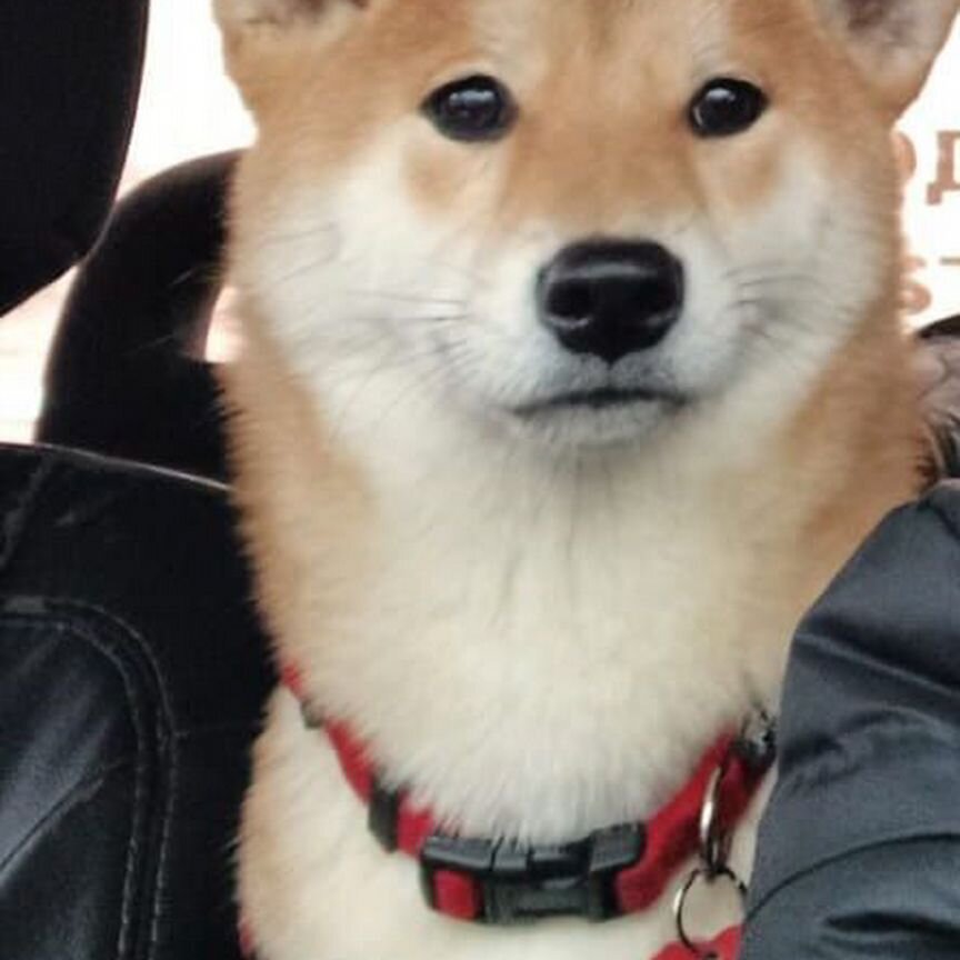 Собачки сиба ину