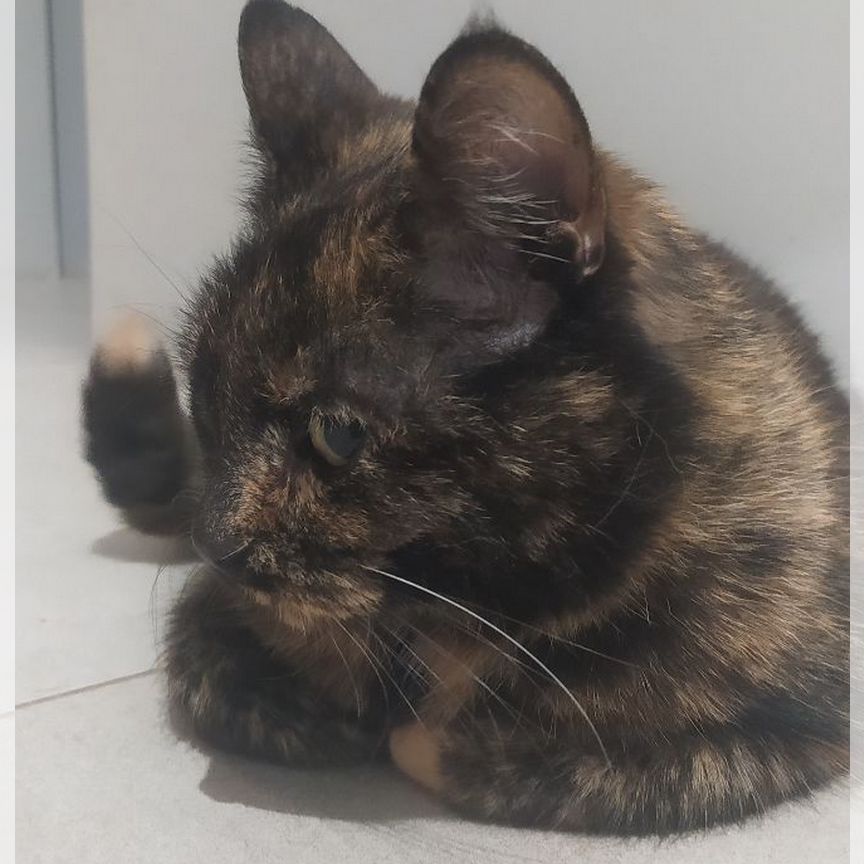 Взрослая кошка в добрые руки