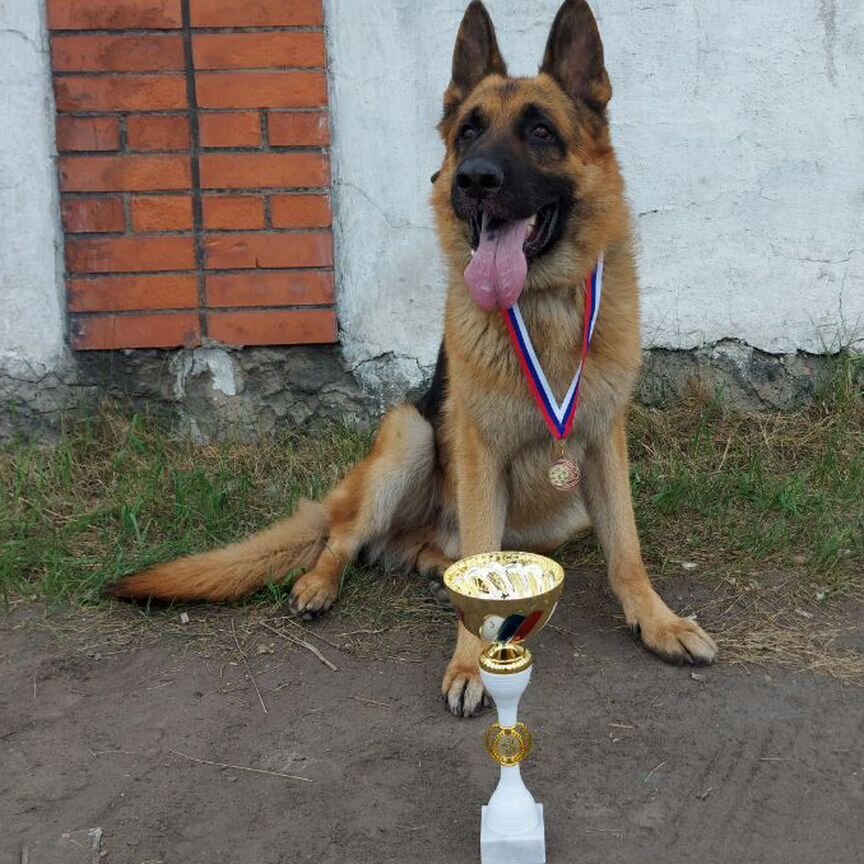 Немецкая овчарка вязка. Кабель