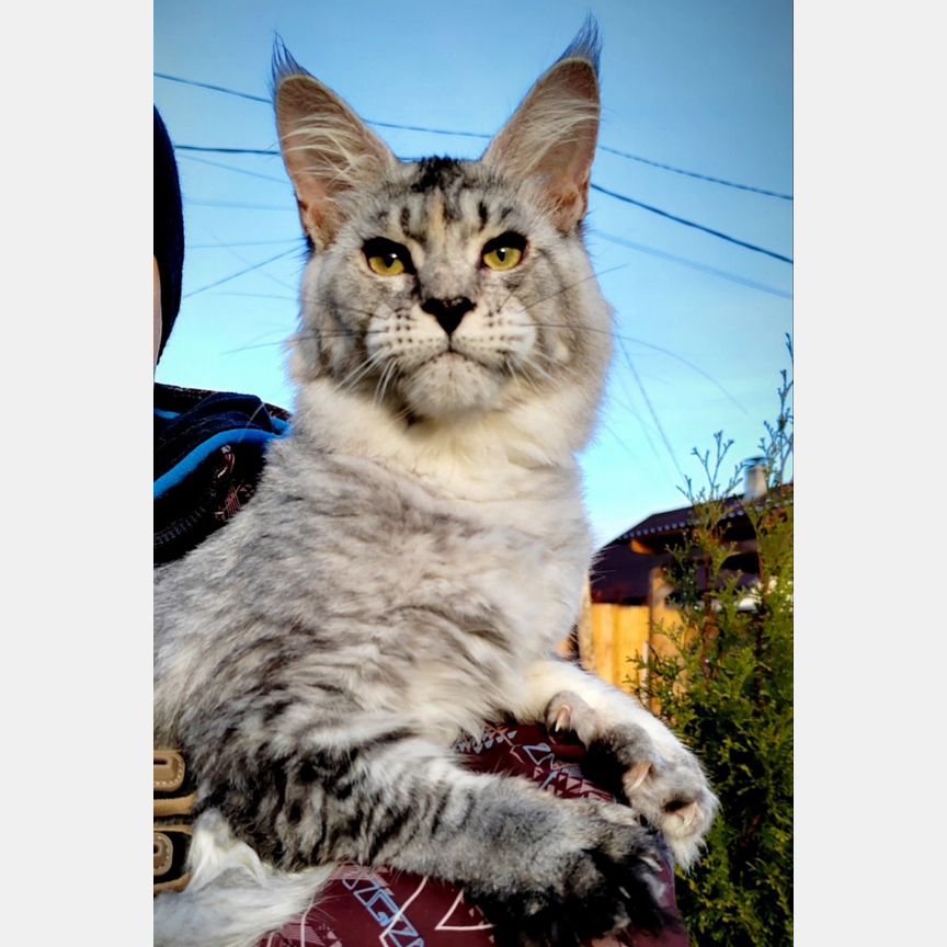 Кошка черепашка серебро в брид