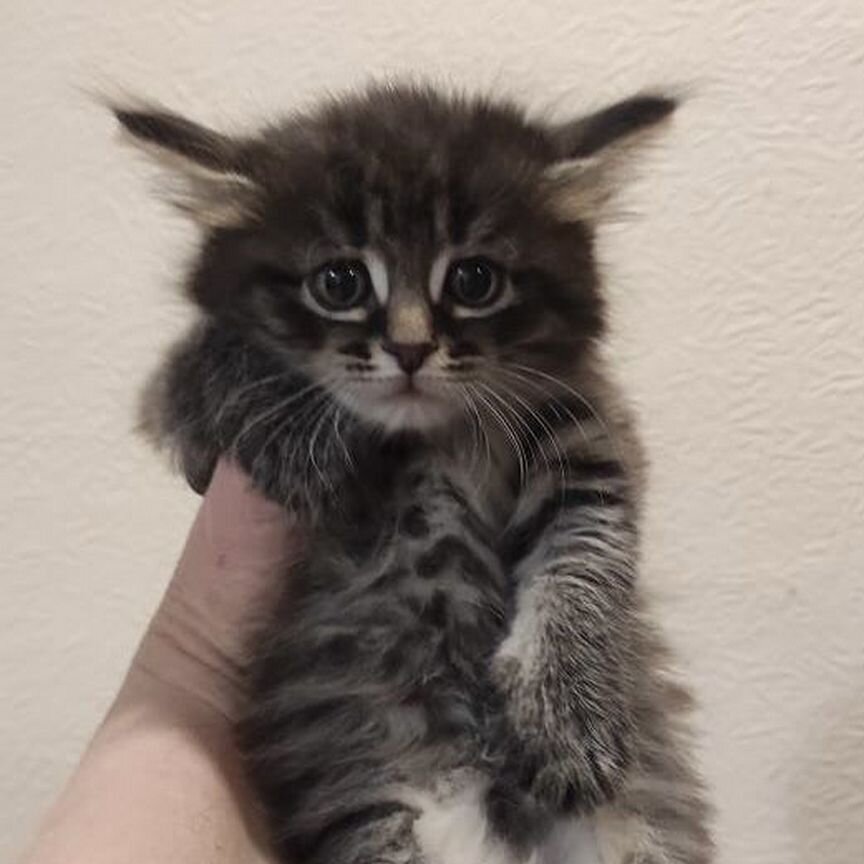 Котенок мальчик (1,5 месяца)