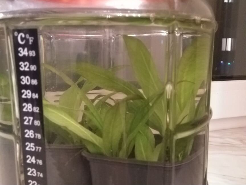 Эхинодорус Блехера