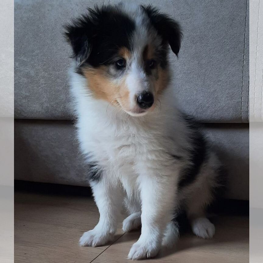 Шелти, щенок