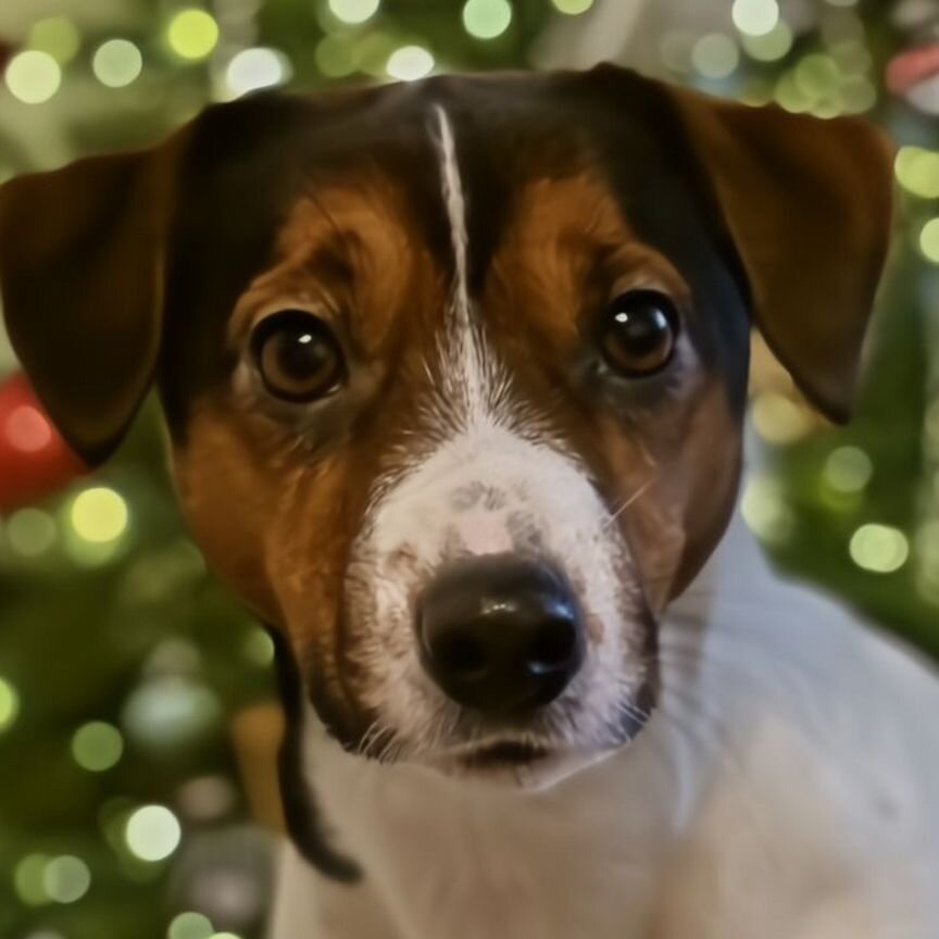 Джек-рассел-терьер, взрослый пёс