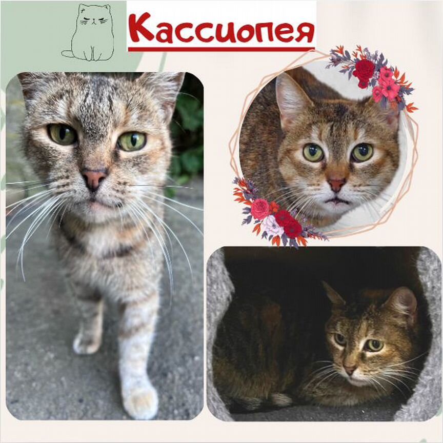 Кошка Кассиопея