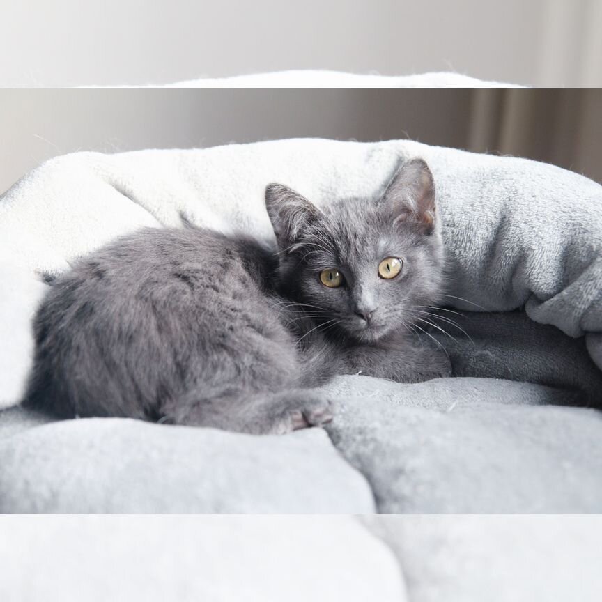 Котенок девочка в добрые руки