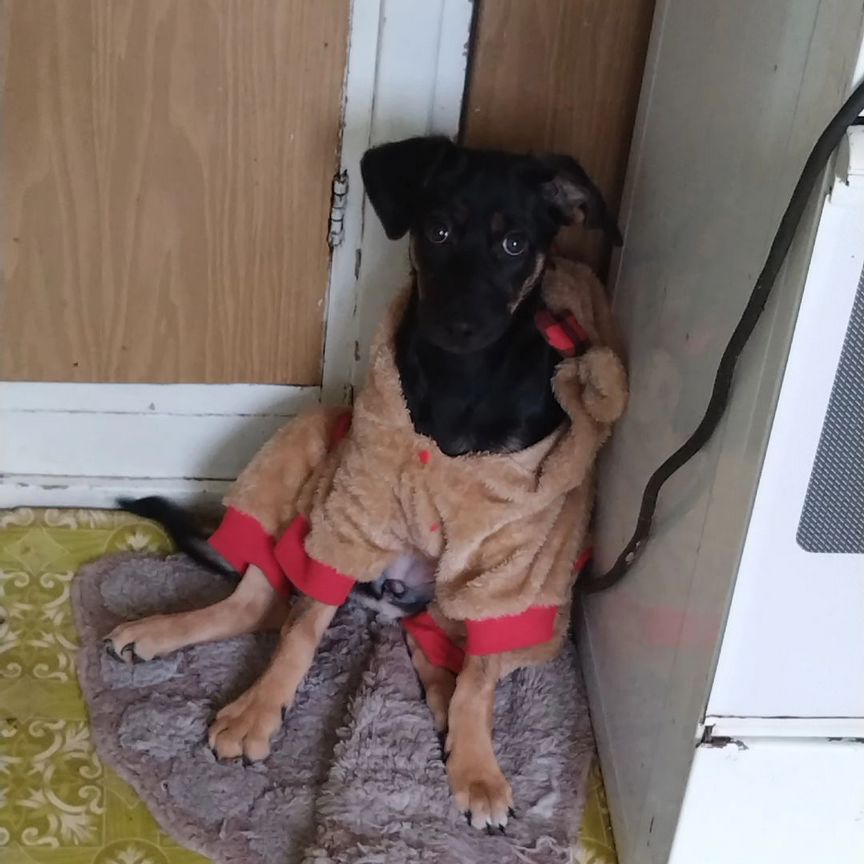 Собака в добрые руки