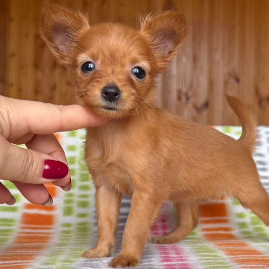 Русский той-терьер, щенок