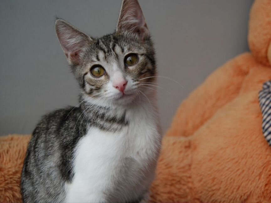 Котёнок ищет дом