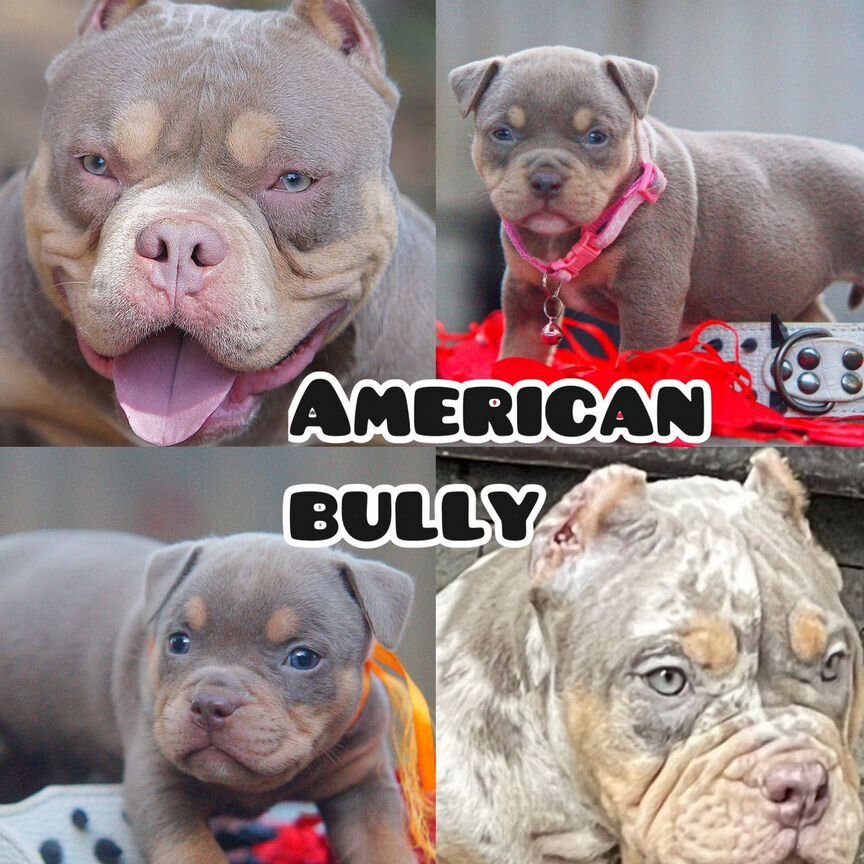 Американский булли/питомник