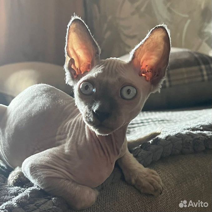 Мальчик эльф сфинкс страйт котенок