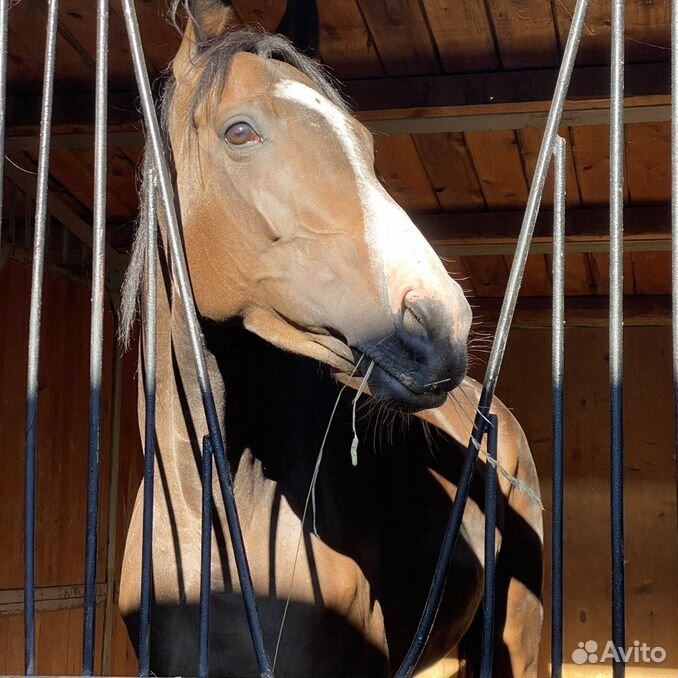 Продается кобыла