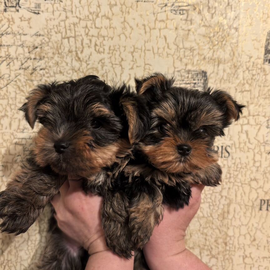 Йорки мальчики, 2 месяца, РКФ