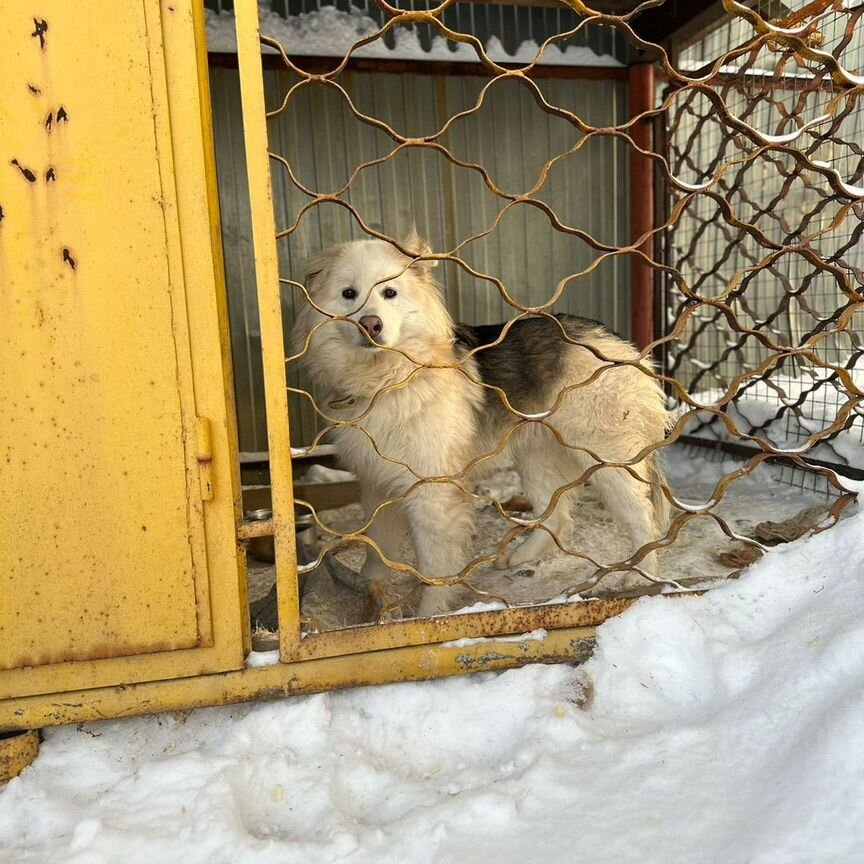Помесь Ретривера с Хаски