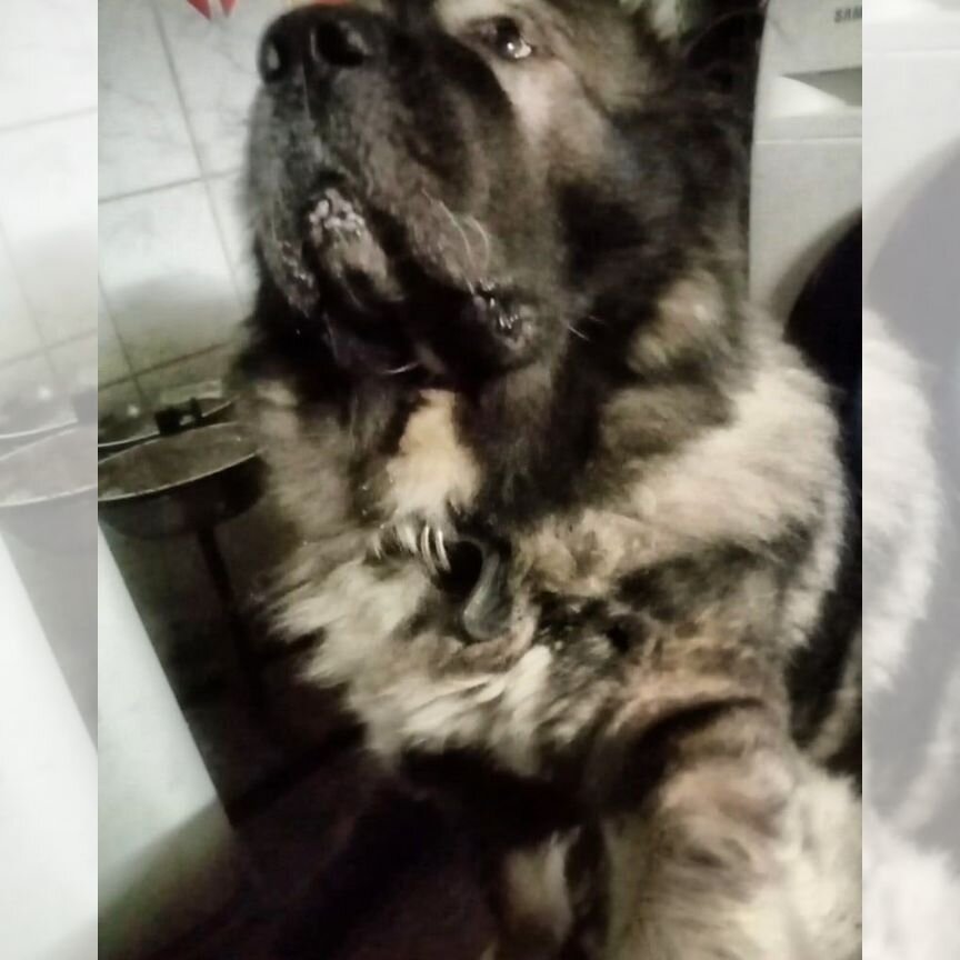 Шерсть / пух кавказской овчарки