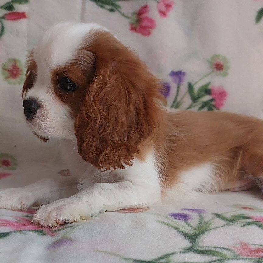 Щенок кавалерчик окраса бленхейм