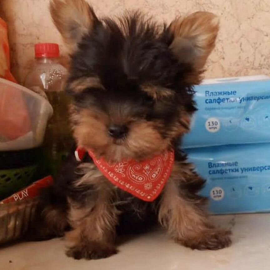 Продам девочку йорширского терьера 3 мес