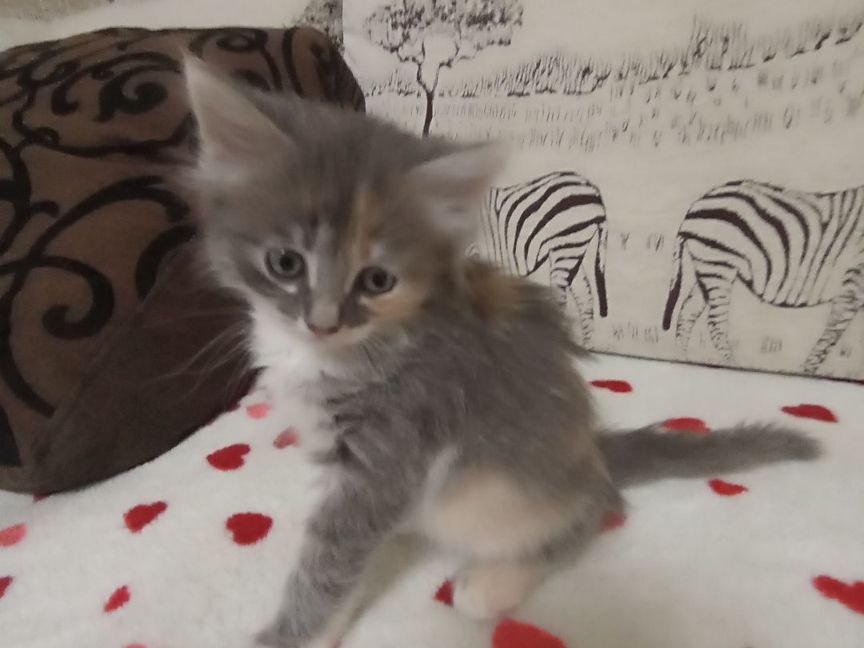 Домашние животные котята