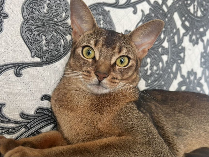 Аббисинский кот