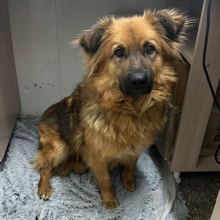 Взрослая собака в добрые руки