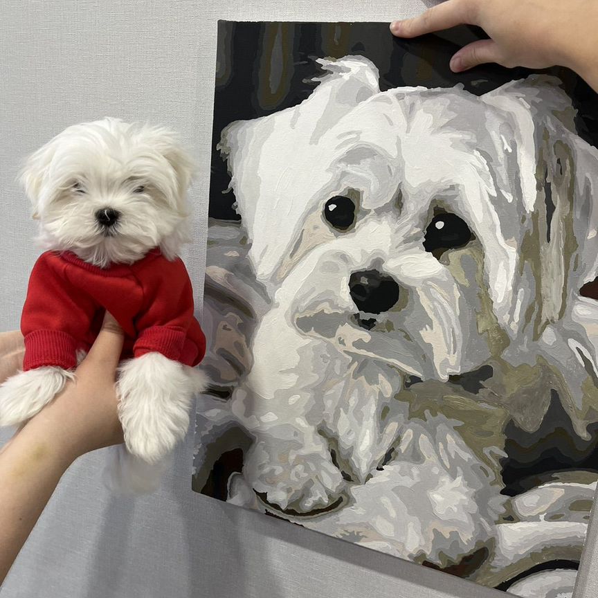 Мальтезе РКФ