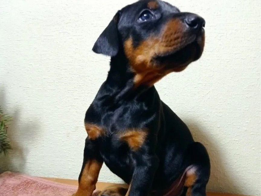 Добер детки