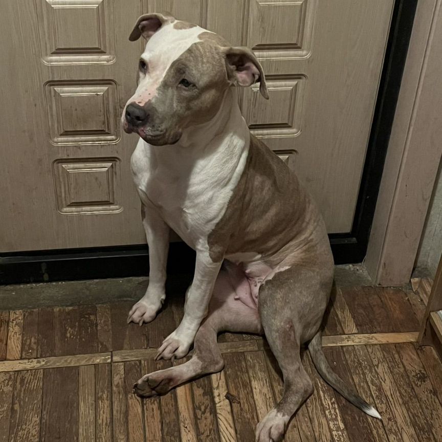 Американский стаффордширский терьер, взрослая собака