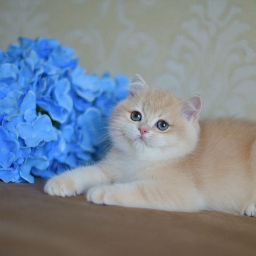 Британскй котик золотая шиншилла