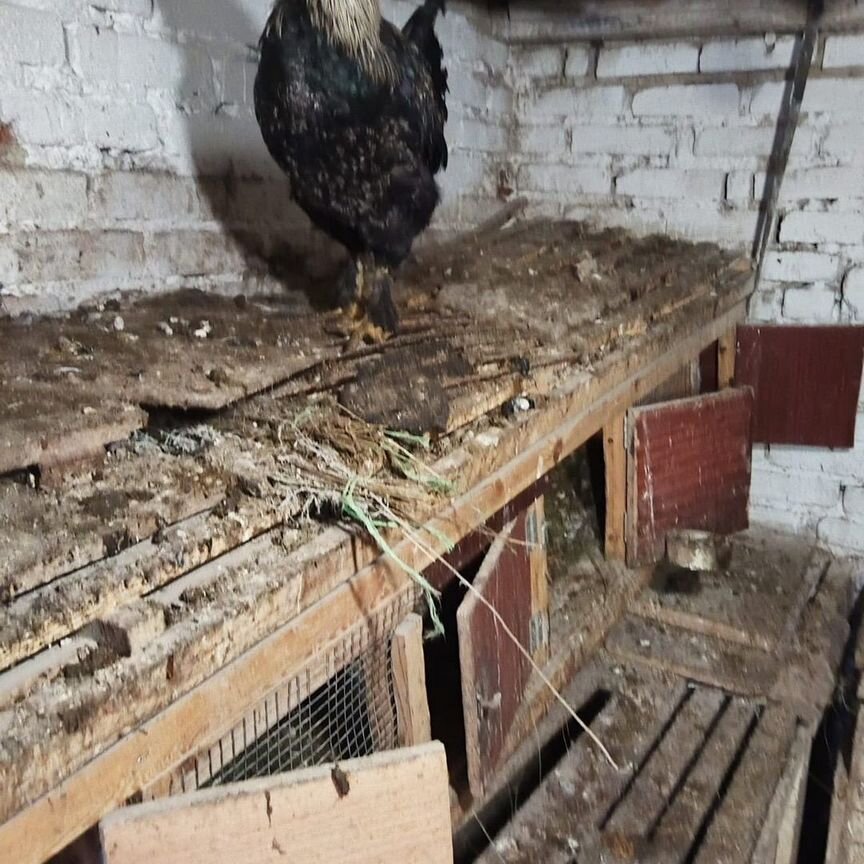 Петушок 6 месяцев