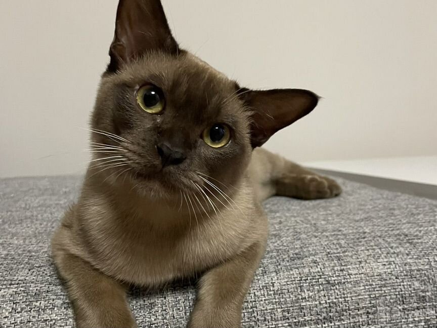 Бурманский кот
