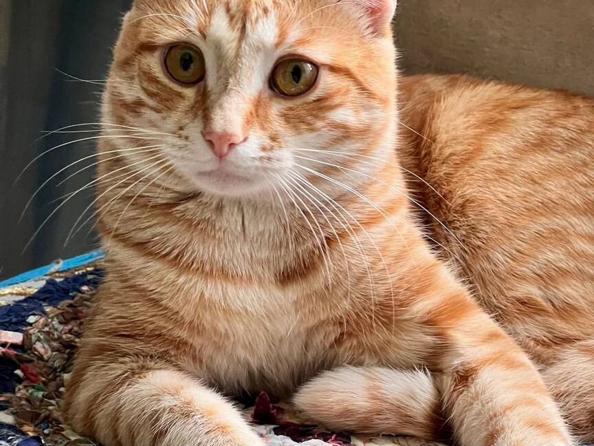 Рыжий котик, 1 год и 4 месяца