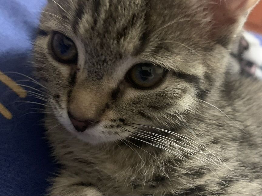 Кошка