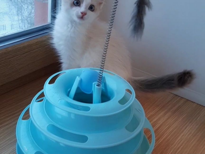 Котята рэгдолл