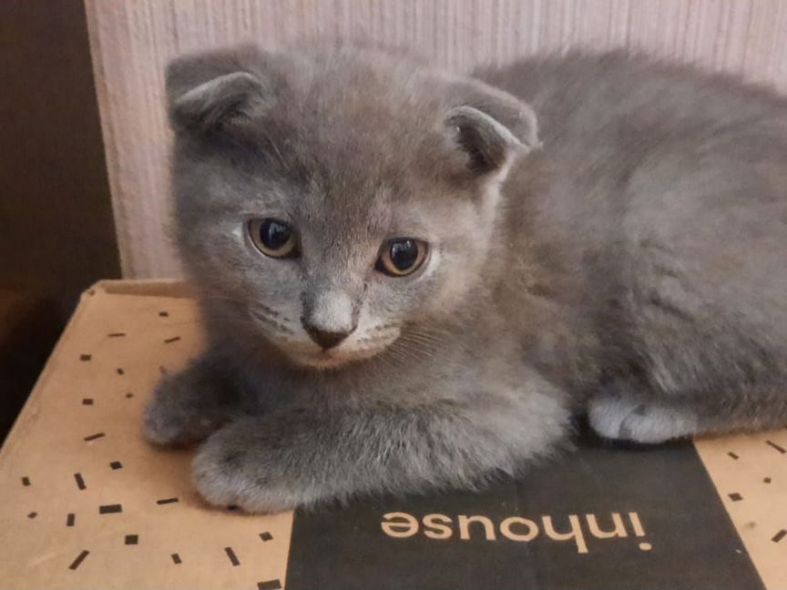Котенок