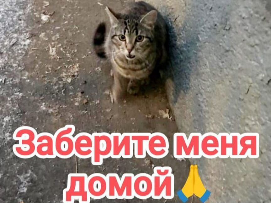 Кошка кошечка кот котенок