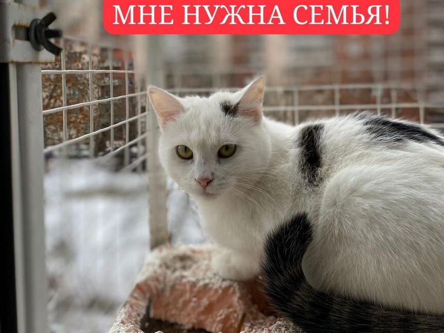 Кошка Виточка, 1г., привита, стерилиз, белый окрас