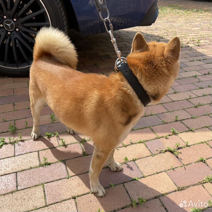 Отдам мальчика Сиба-Ину в добрые руки