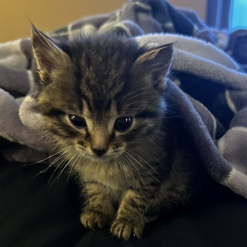 Котёнок в добрые руки