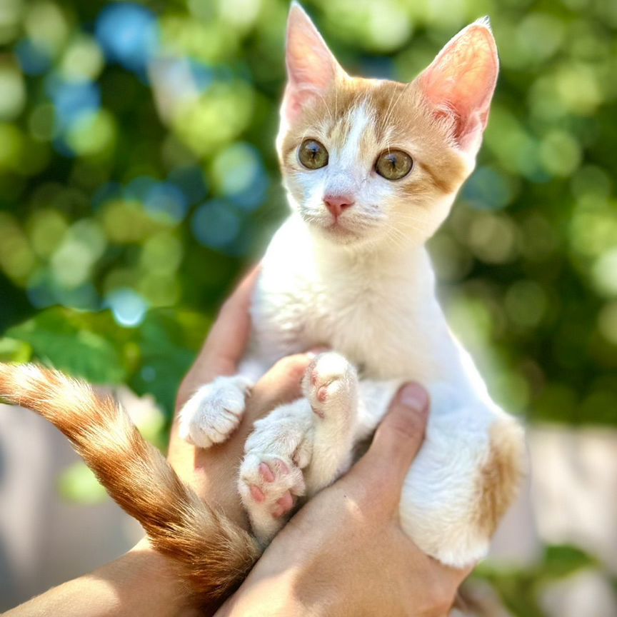 Котёнок с тяжелой судьбой ищет дом